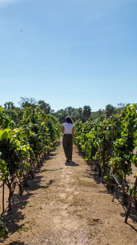 Experiences – Vinedo Las Tinajas